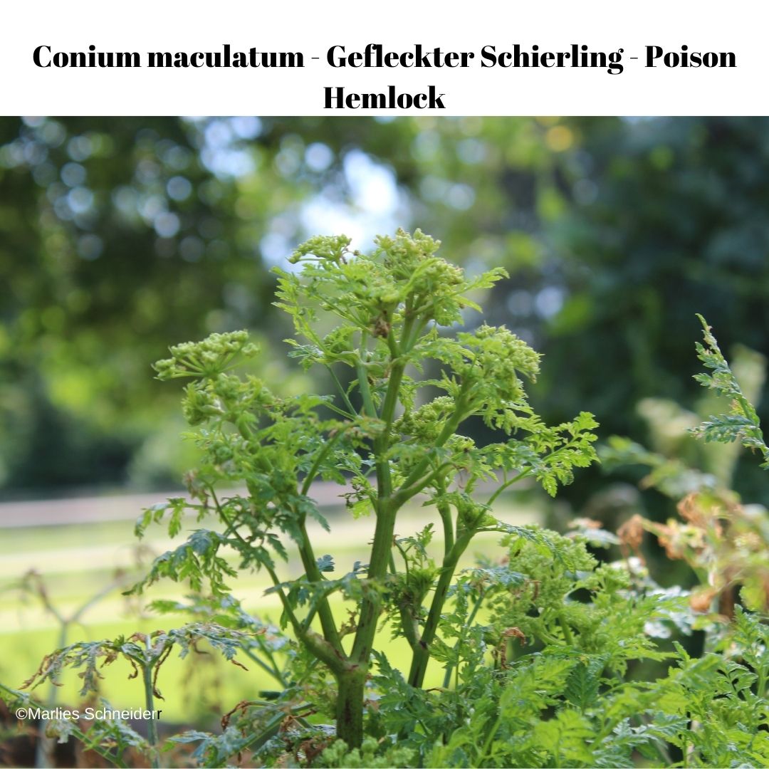 Pflanzenportrait Gefleckter Schierling – natur zum wohlfühlen